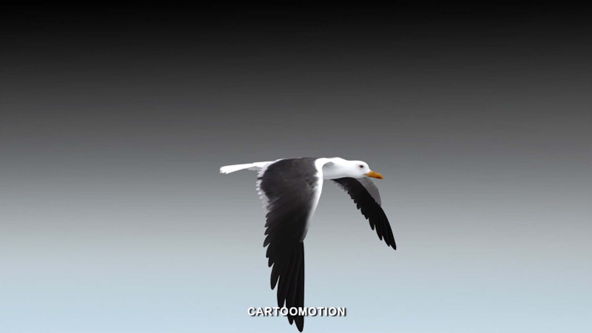 Seagull Animation 3d Model