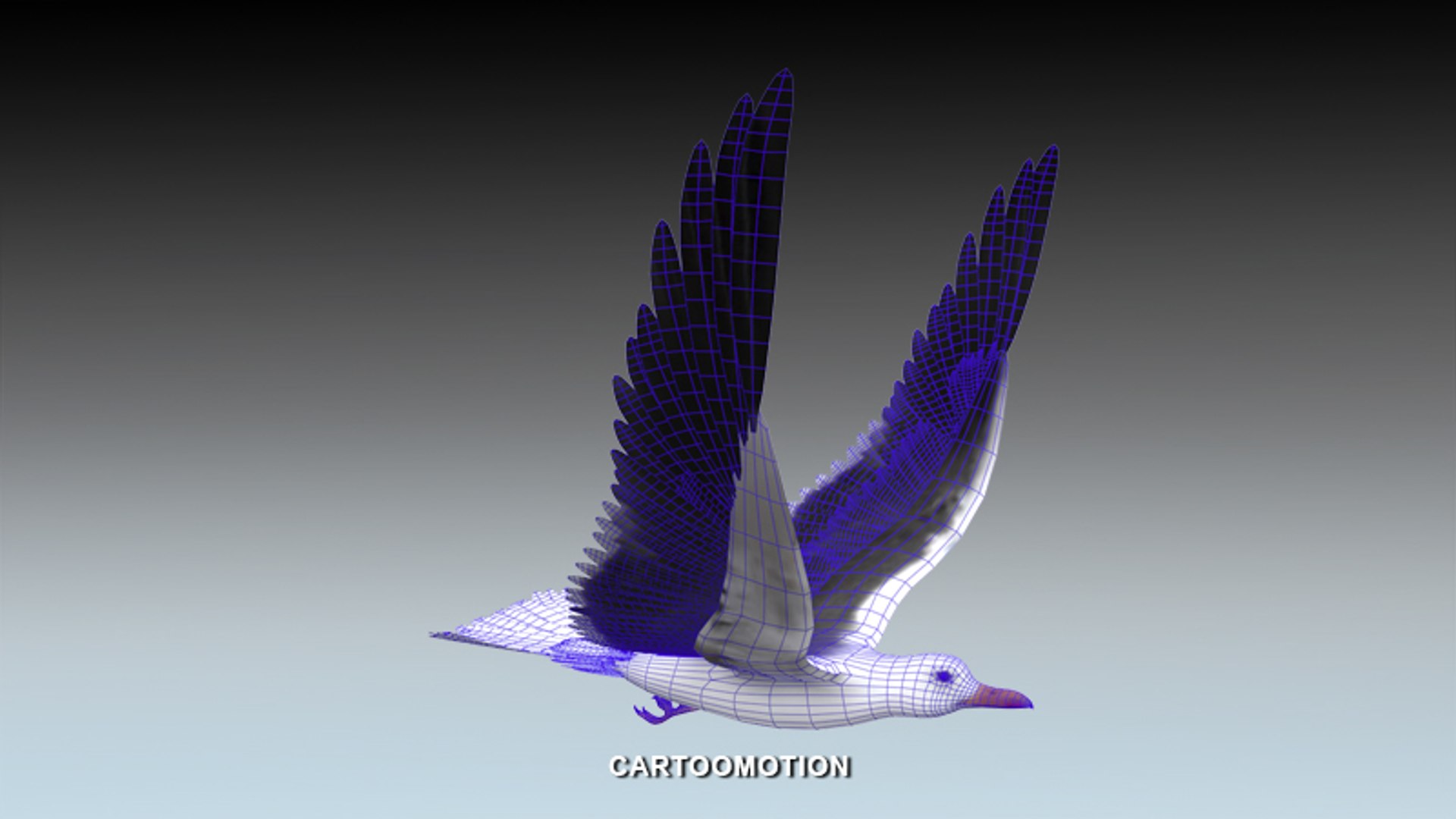 Seagull Animation 3d Model