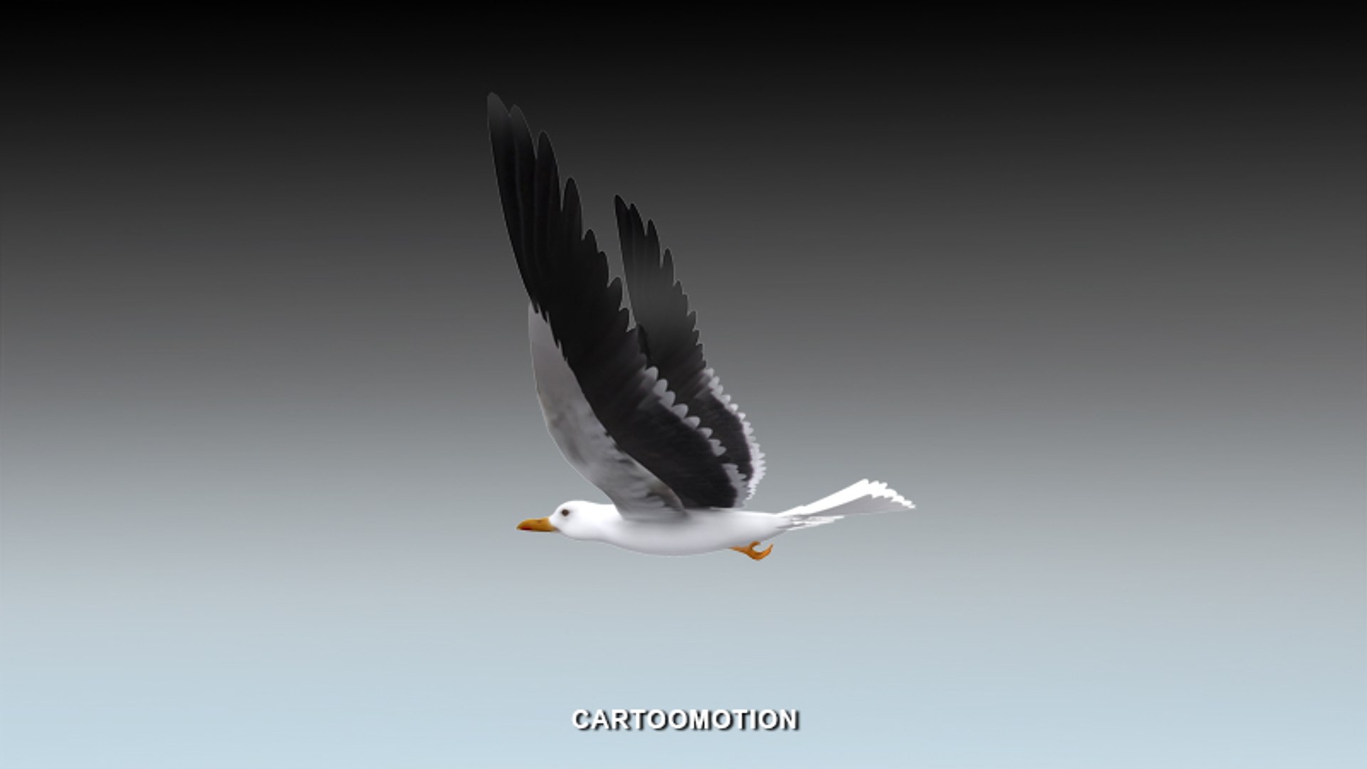 Seagull Animation 3d Model