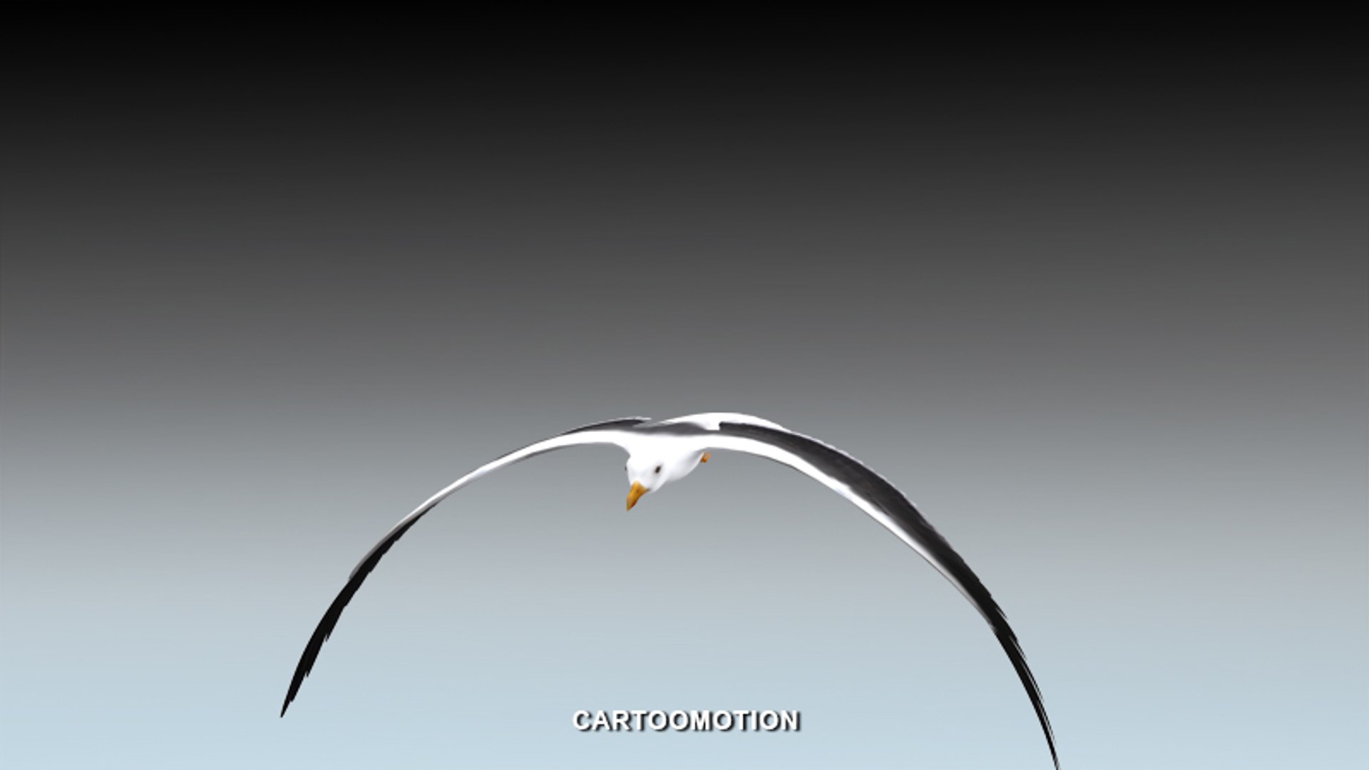 Seagull Animation 3d Model