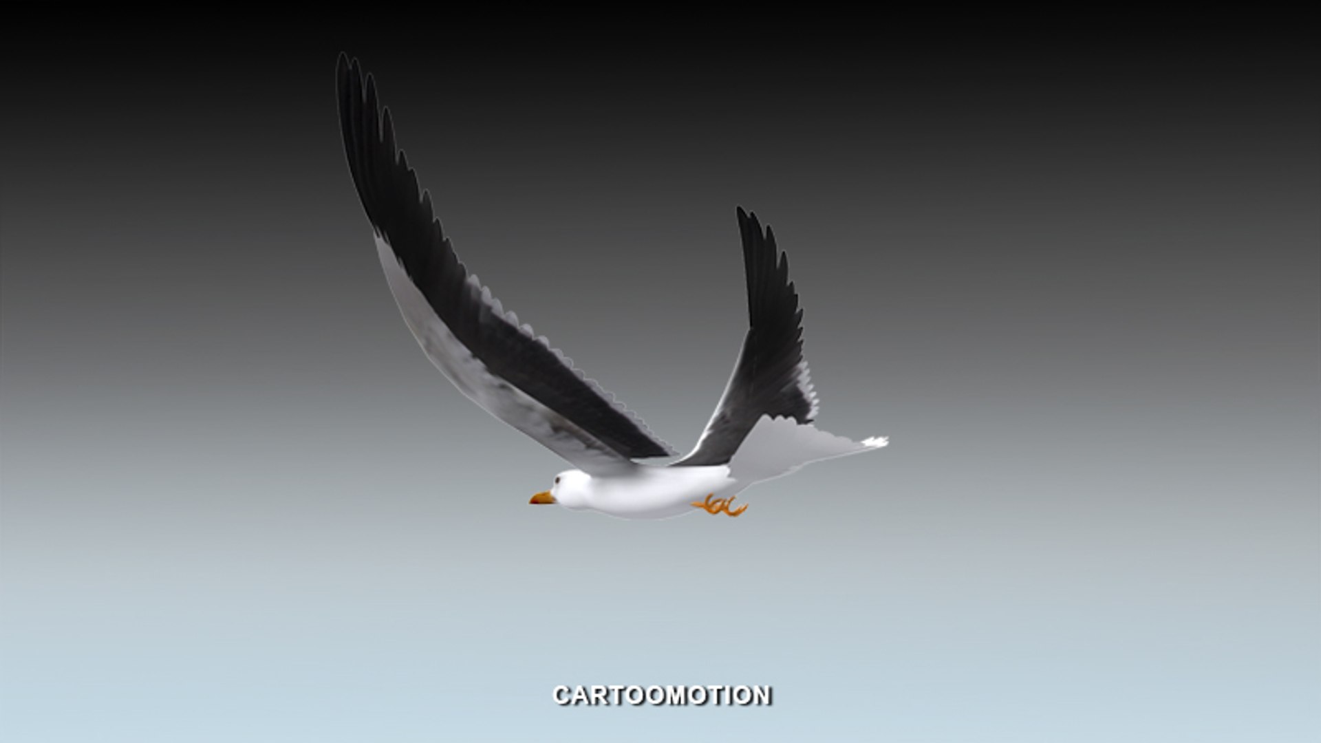 Seagull Animation 3d Model
