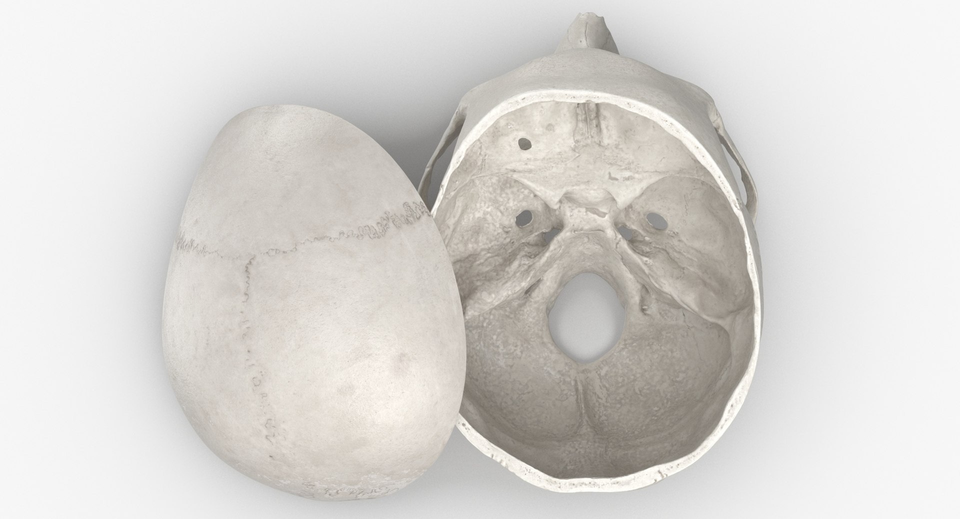 Human Skull Cranial 02 3D Model - TurboSquid 1550747