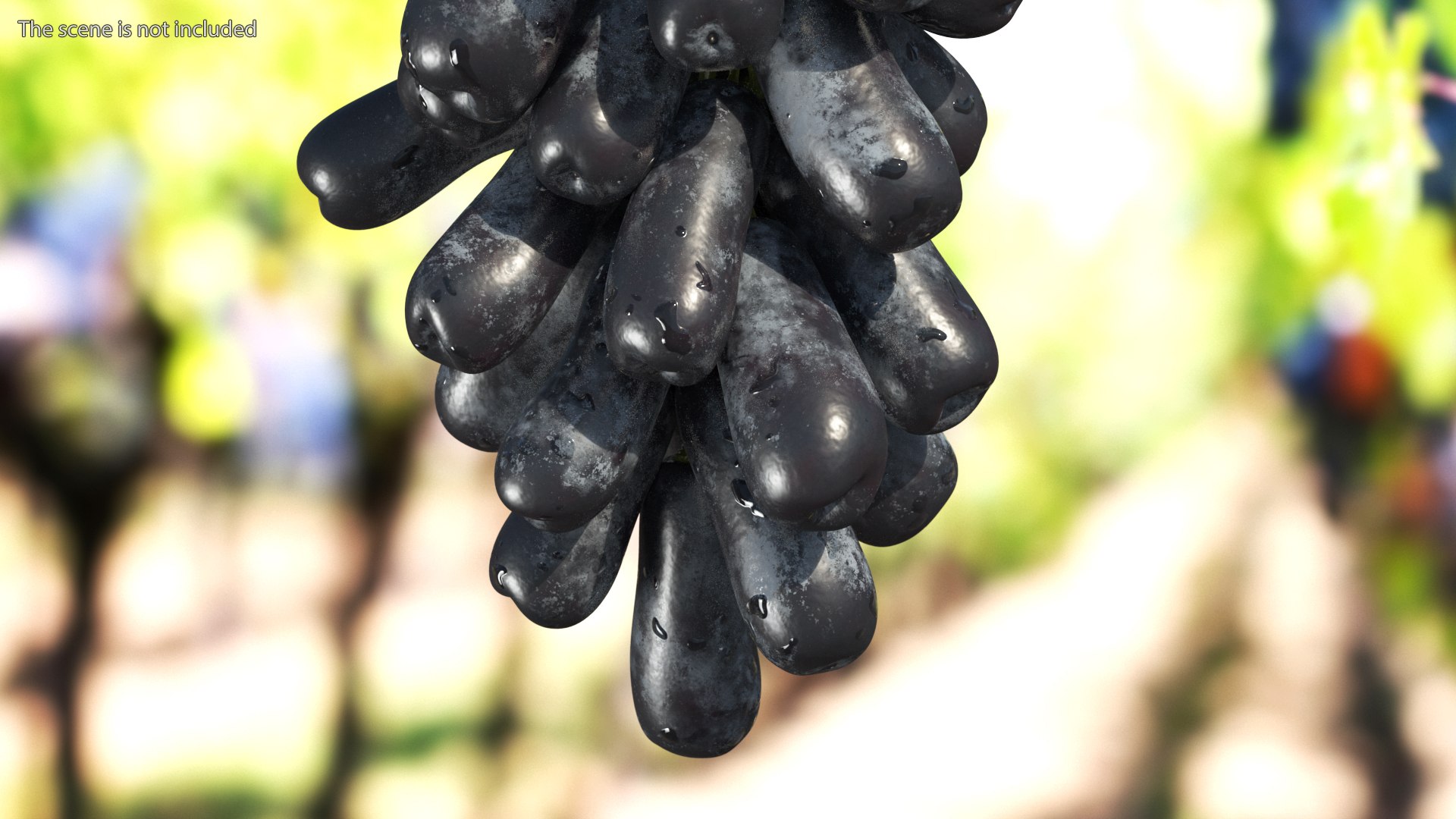 3D Sweet Sapphire Grapes Wet With Leaf Model - TurboSquid 2201983