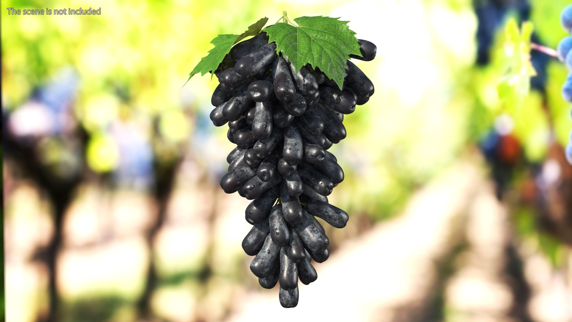 3D Sweet Sapphire Grapes Wet With Leaf Model - TurboSquid 2201983