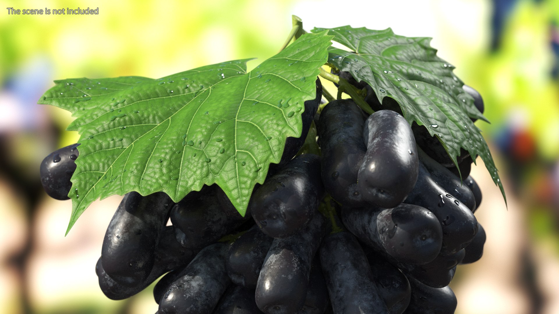 3D Sweet Sapphire Grapes Wet With Leaf Model - TurboSquid 2201983