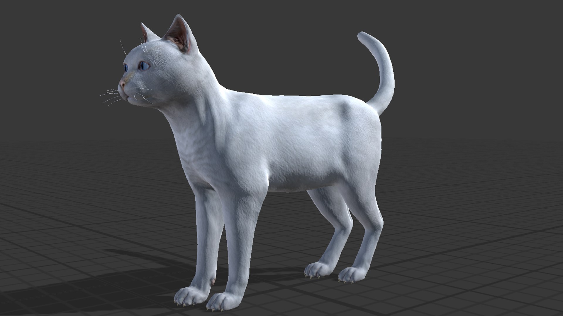 3D Pack Cat Animal - TurboSquid 1636110