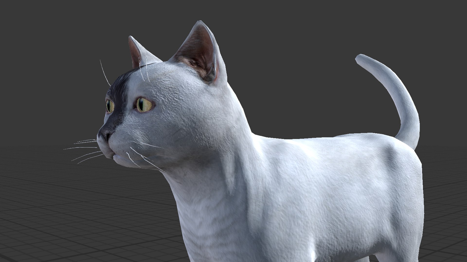 3D Pack Cat Animal - TurboSquid 1636110