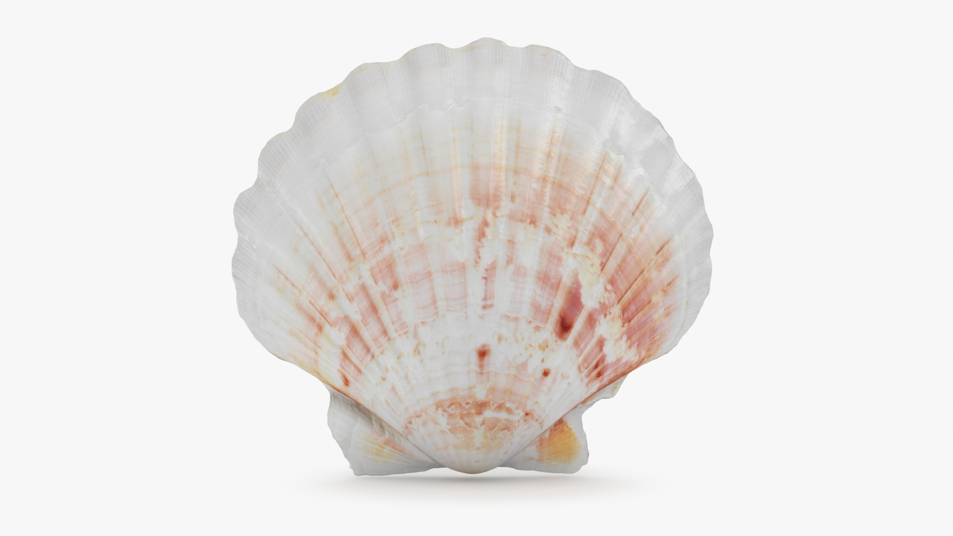 Clam Shell Collection 3D - TurboSquid 2279936