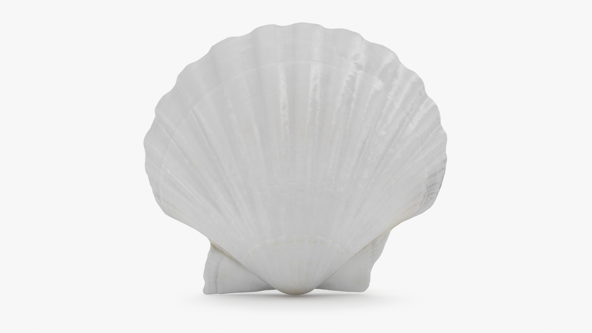 Clam Shell Collection 3D - TurboSquid 2279936