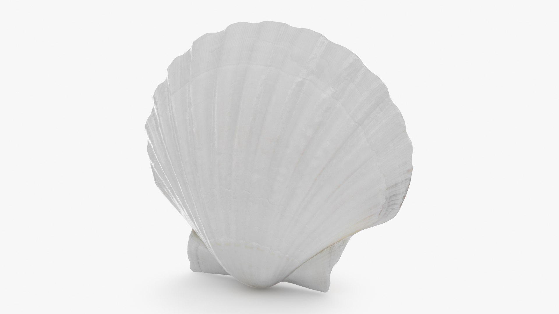 Clam Shell Collection 3D - TurboSquid 2279936