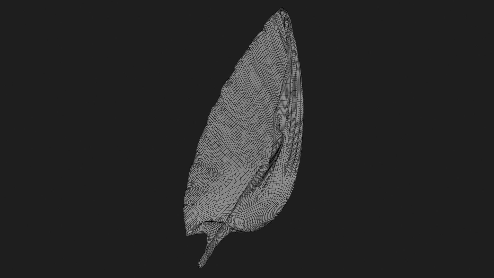 Clam Shell Collection 3D - TurboSquid 2279936