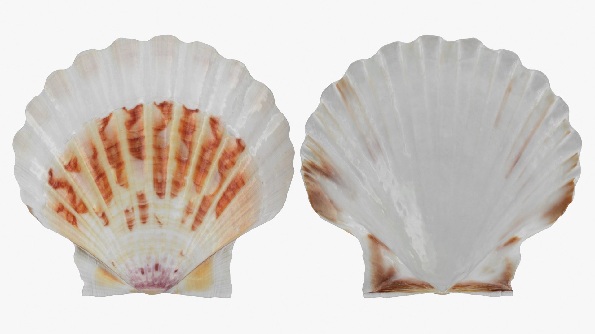 Clam Shell Collection 3D - TurboSquid 2279936