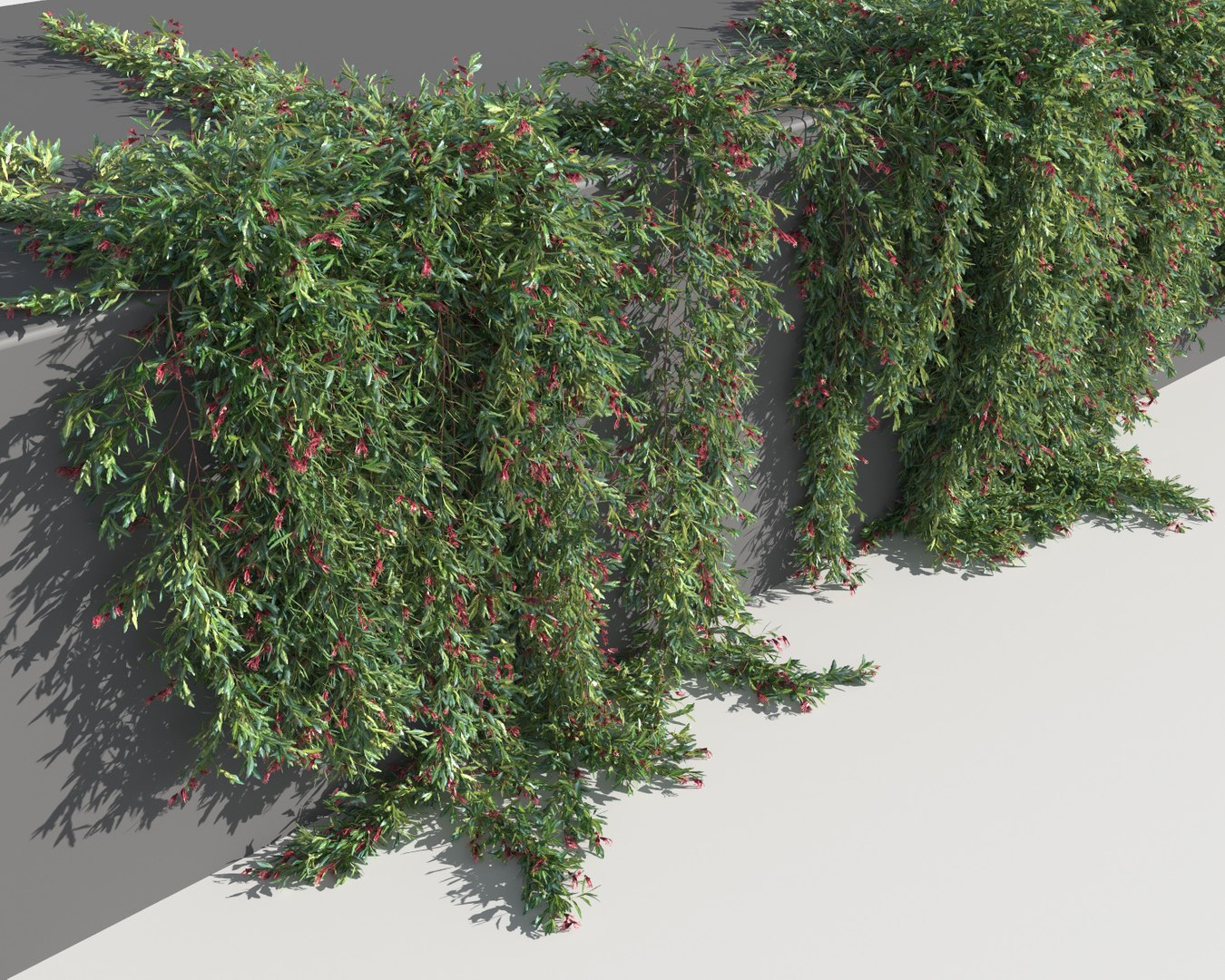 3D Model Creeper Plants 6: Grevillea - TurboSquid 1453500