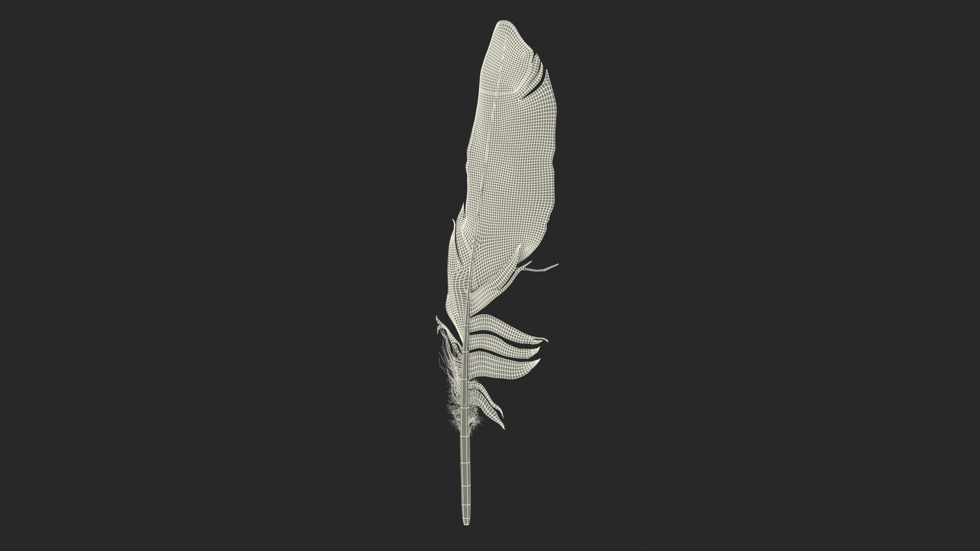 Eagle Feather 3D Model - TurboSquid 2164143