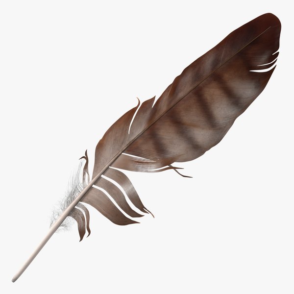 Free 3D Feather Models | TurboSquid