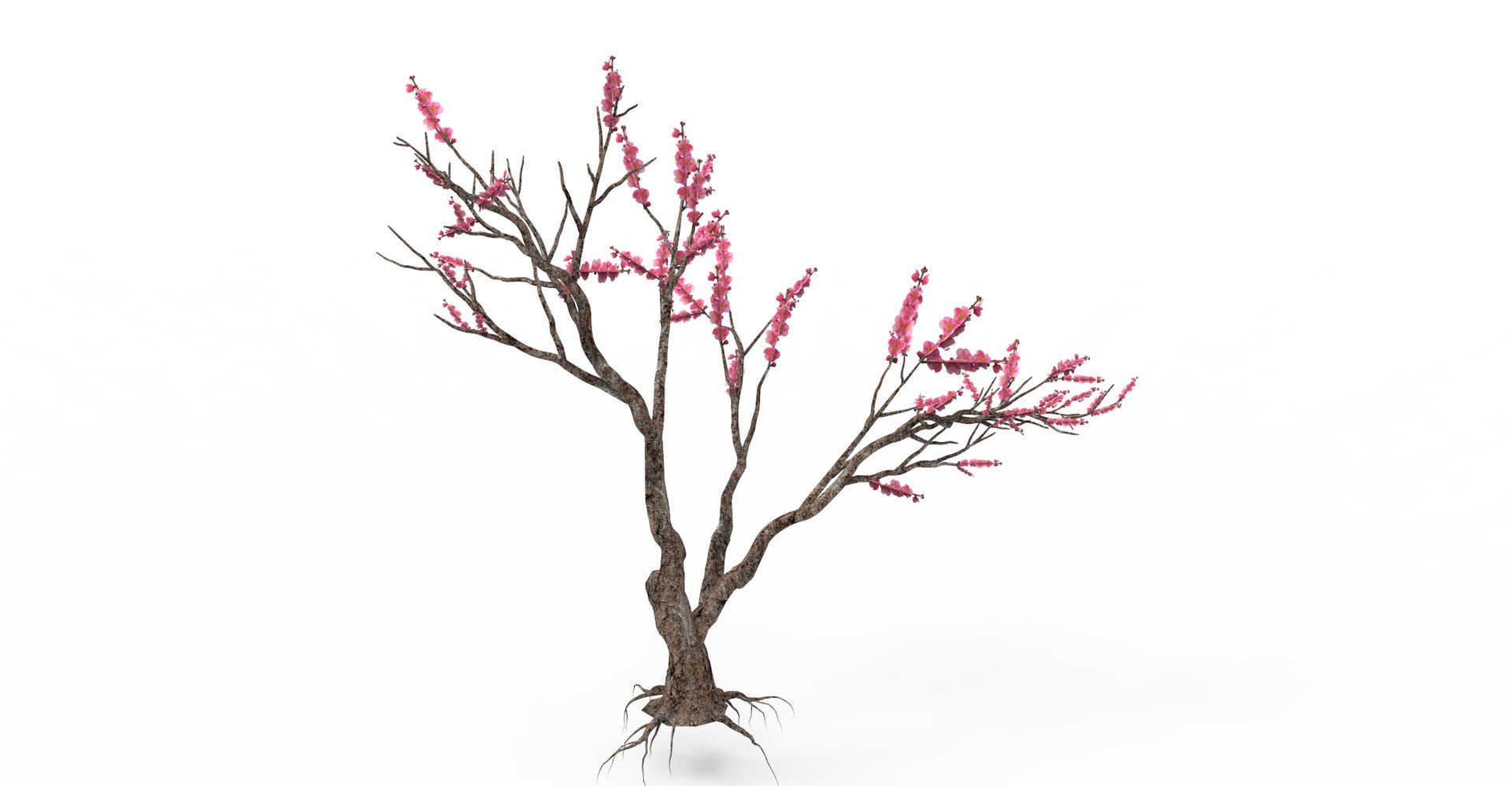 3D Peach Tree 3d Model - TurboSquid 1855861