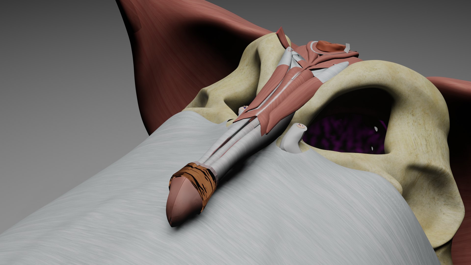 3d Male Perineum And External Genitalia Model Turbosquid 1964843