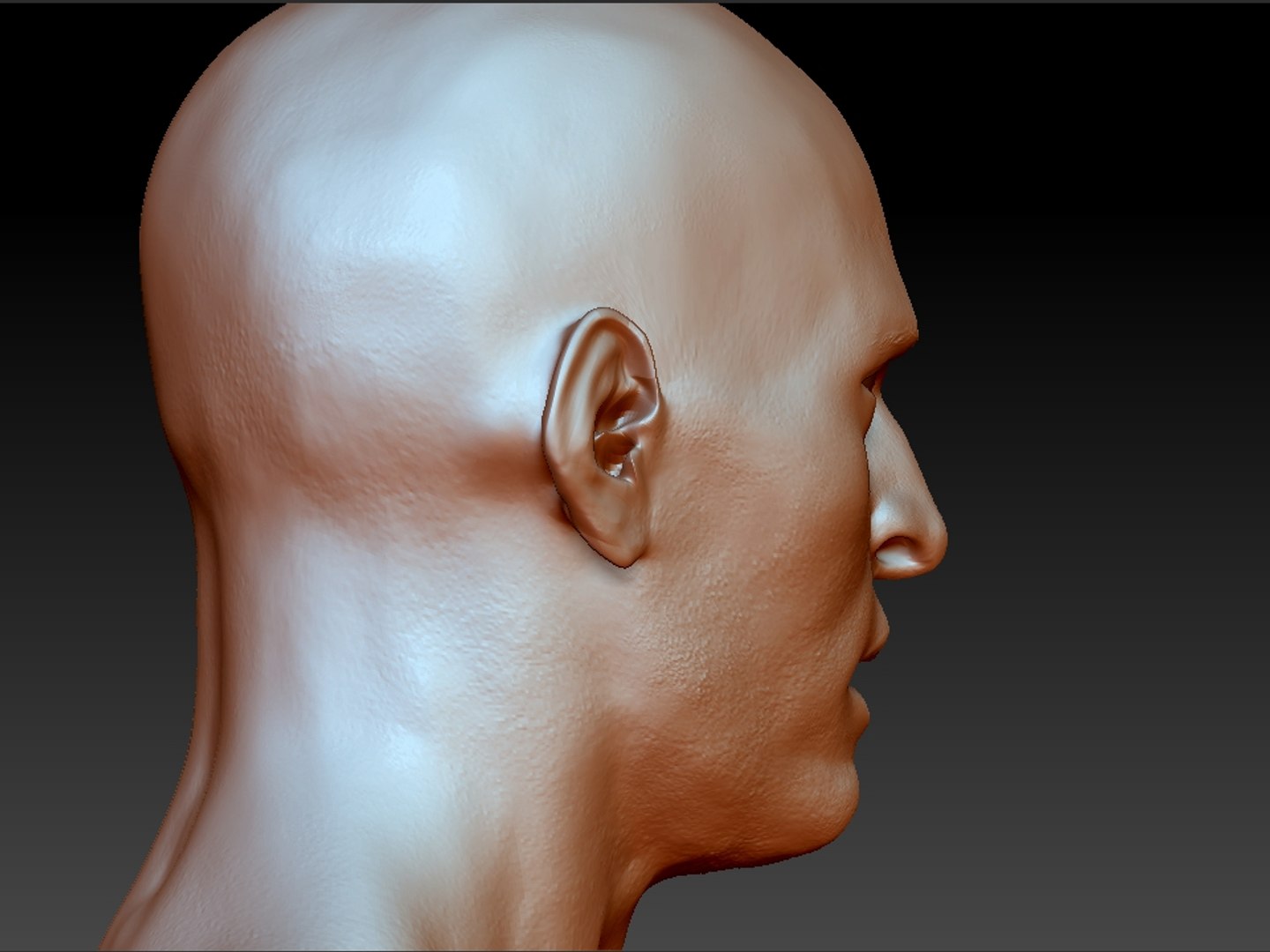 Male Head 3d Model
