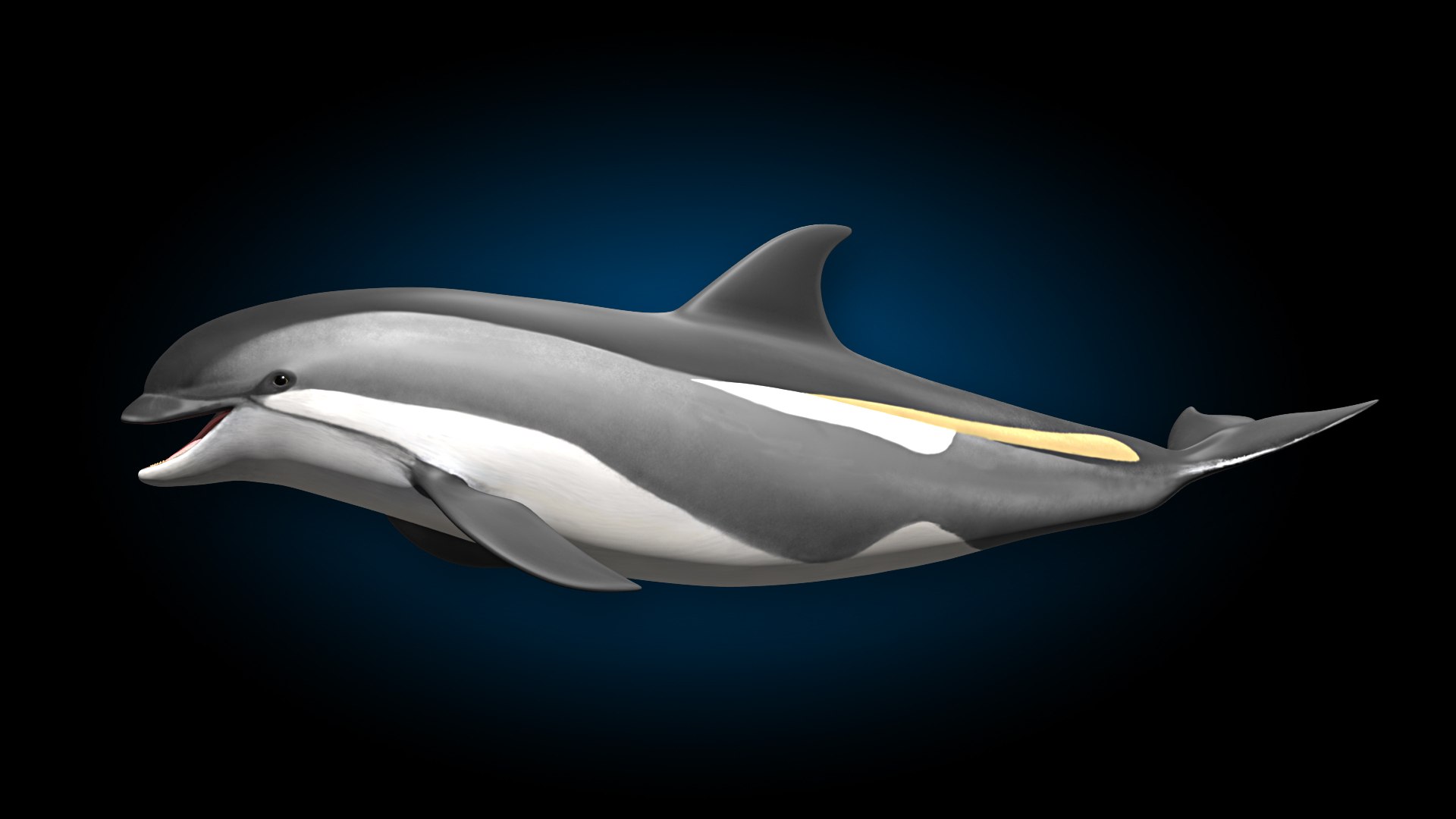 Atlantic White-Sided Dolphin 3D - TurboSquid 2146824