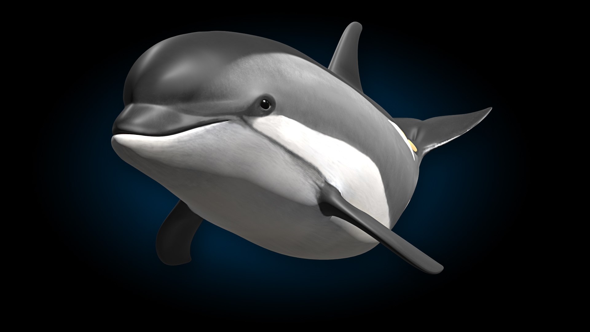Atlantic White-Sided Dolphin 3D - TurboSquid 2146824