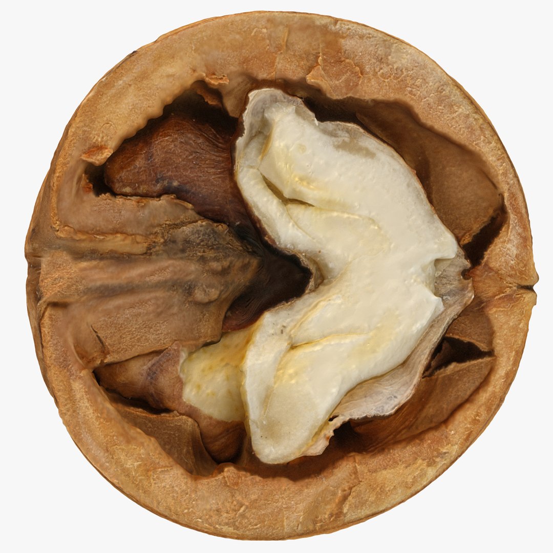 Walnut half 3D model - TurboSquid 1976558