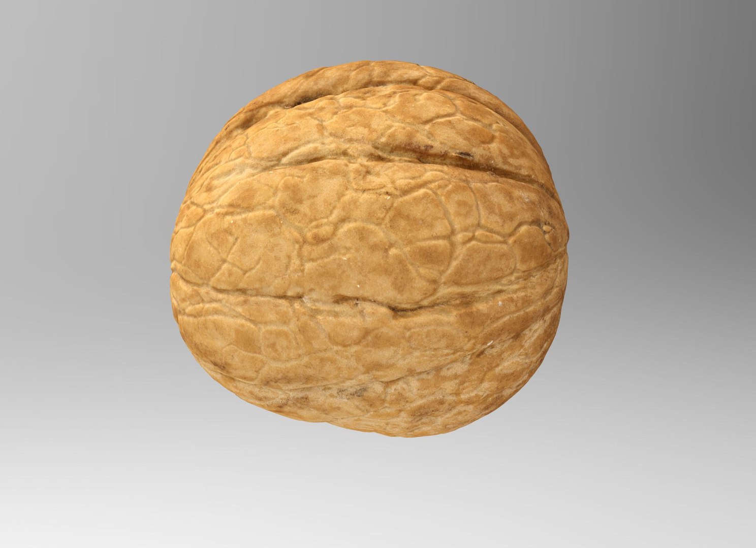 Walnut Half 3D Model - TurboSquid 1976558