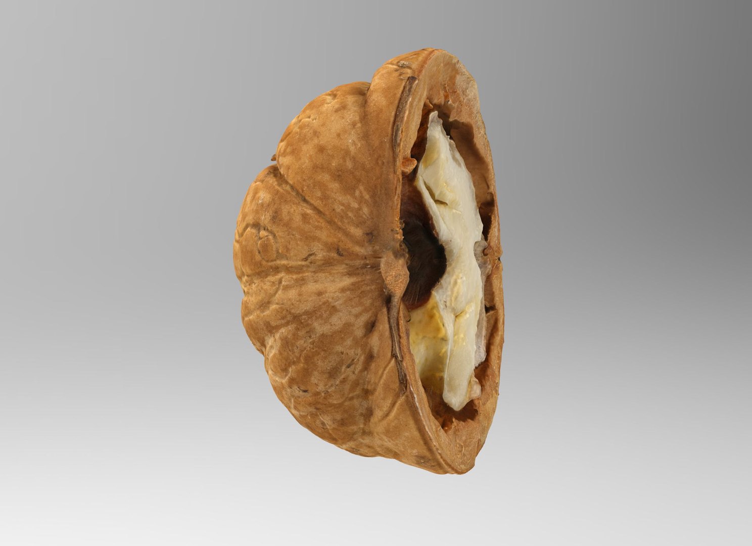 Walnut Half 3D Model - TurboSquid 1976558