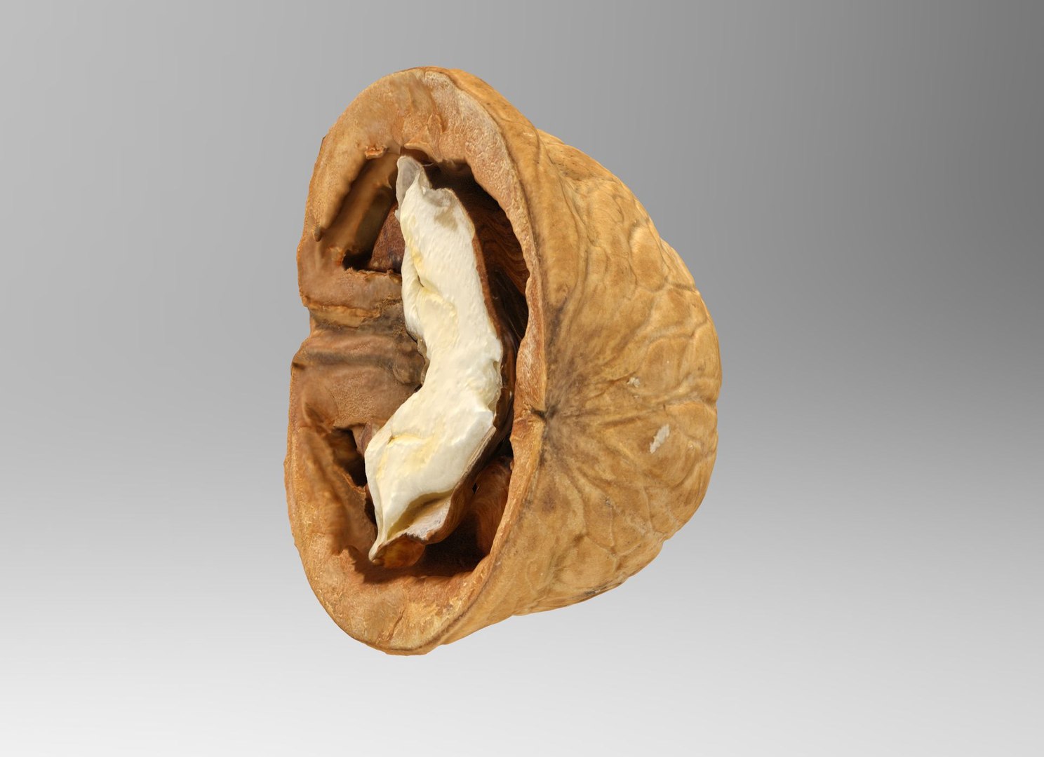 Walnut Half 3D Model - TurboSquid 1976558