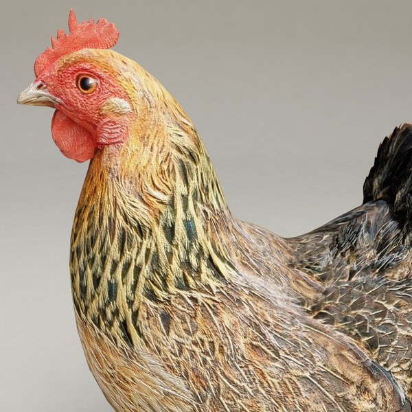 chicken modelled 3d model