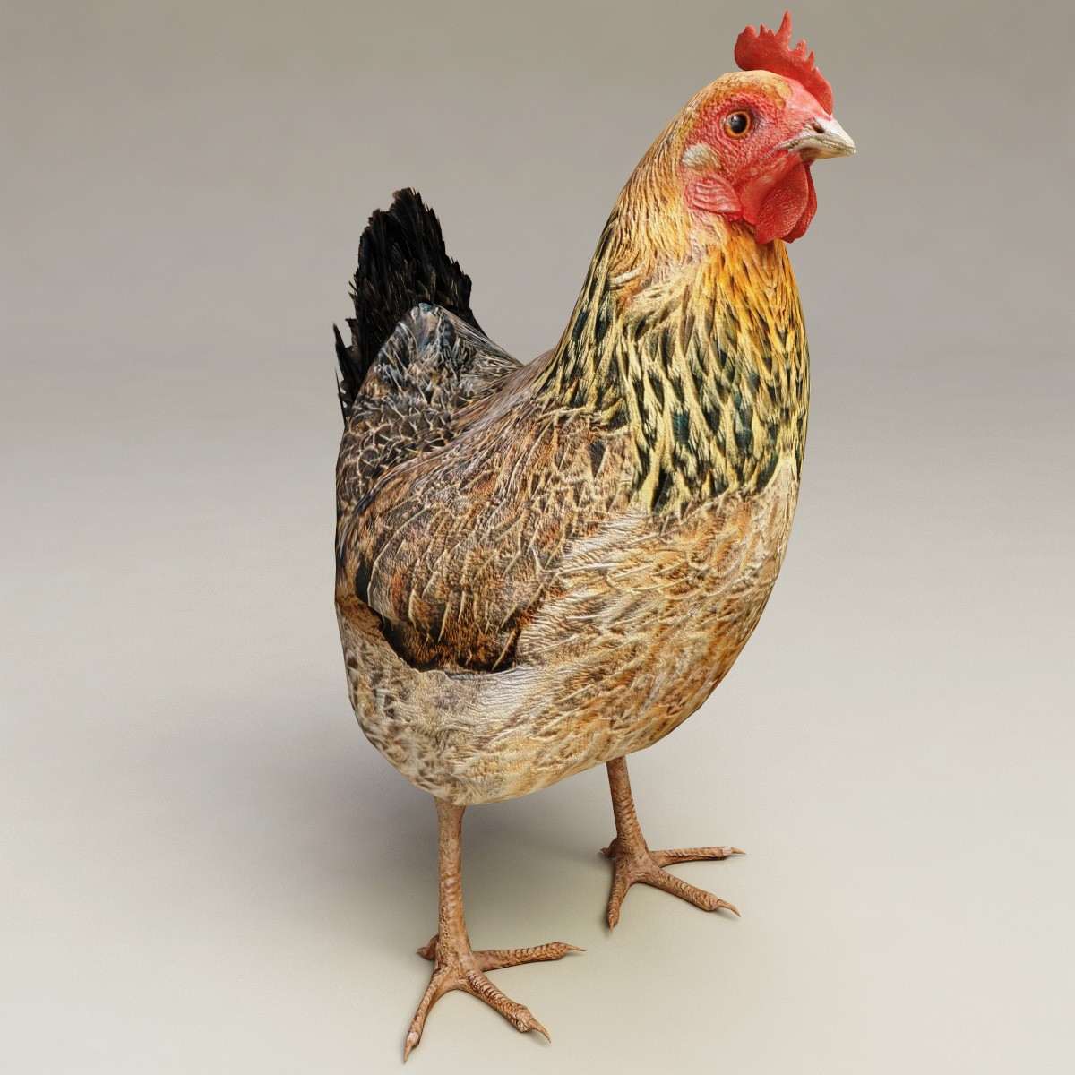 chicken modelled 3d model