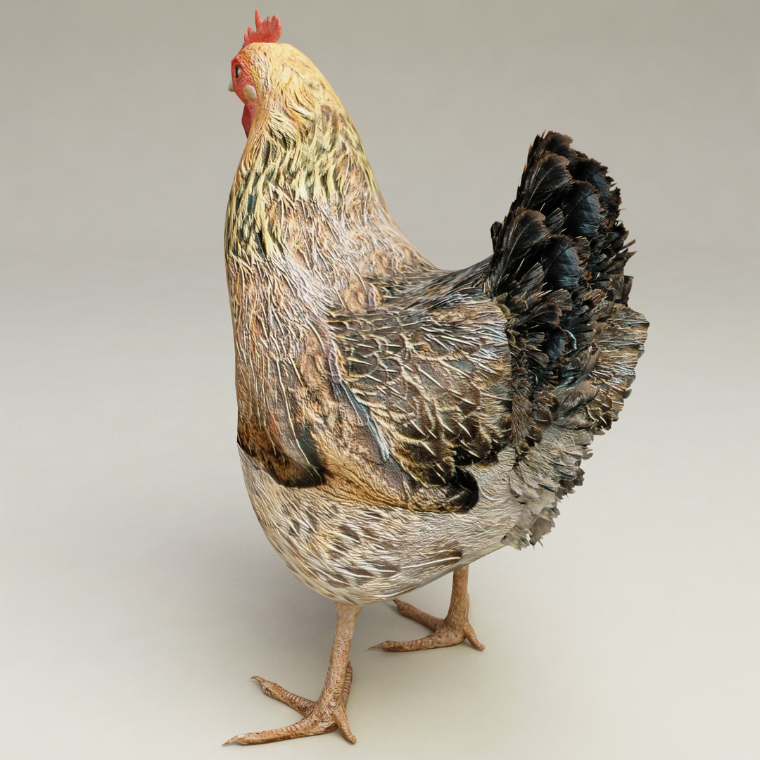 chicken modelled 3d model