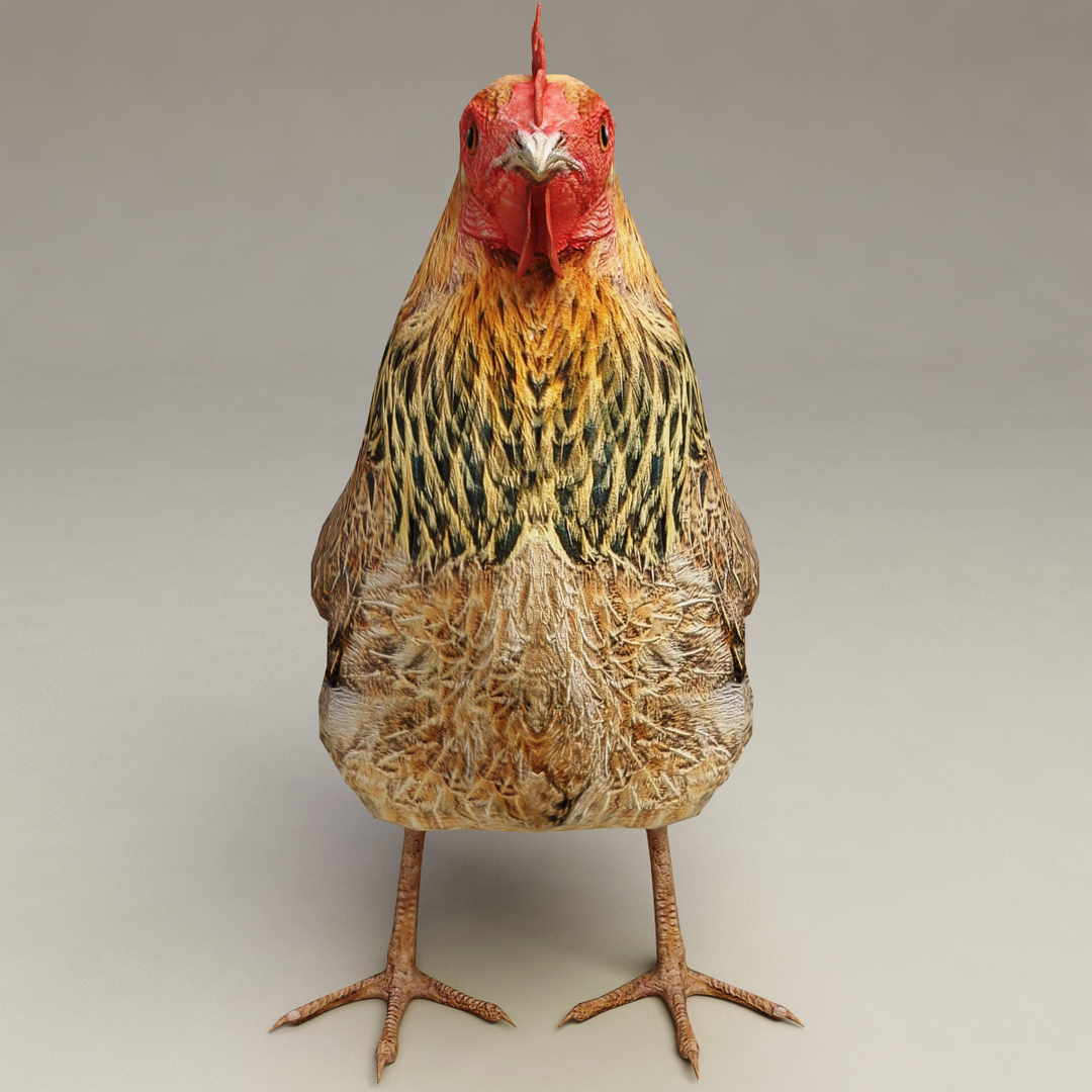 chicken modelled 3d model