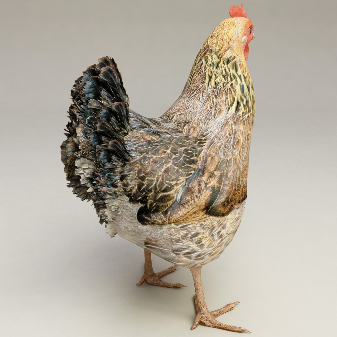 chicken modelled 3d model