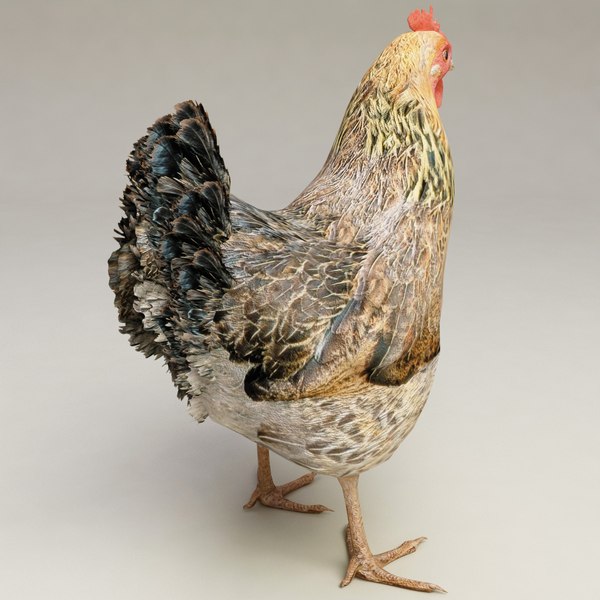 chicken modelled 3d model
