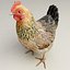 chicken modelled 3d model