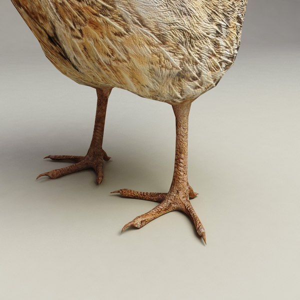 chicken modelled 3d model