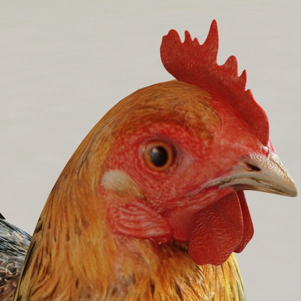 chicken modelled 3d model