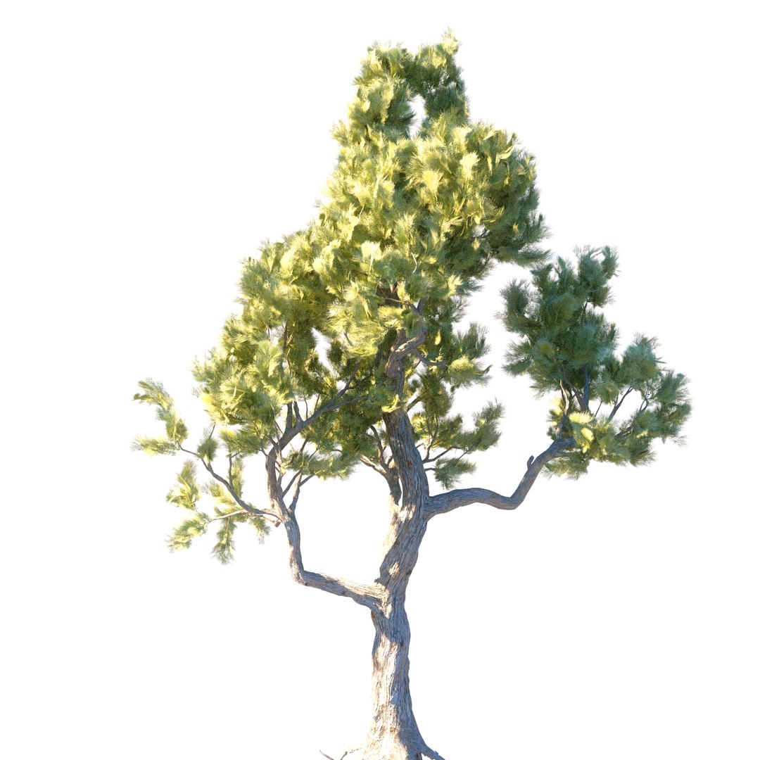 3D Italian Pine Tree Animated Pack 22 - TurboSquid 1787364