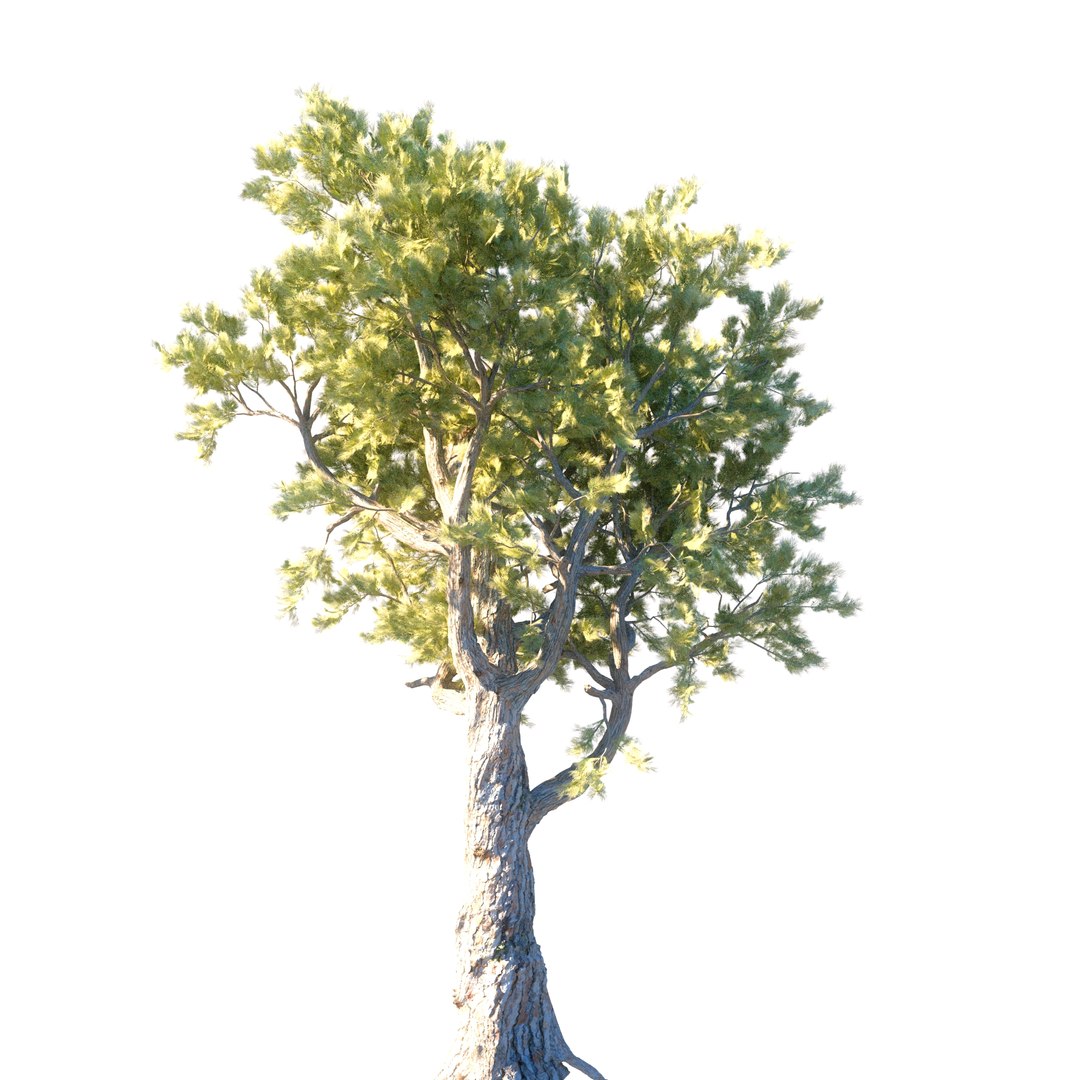 3D Italian Pine Tree Animated Pack 22 - TurboSquid 1787364