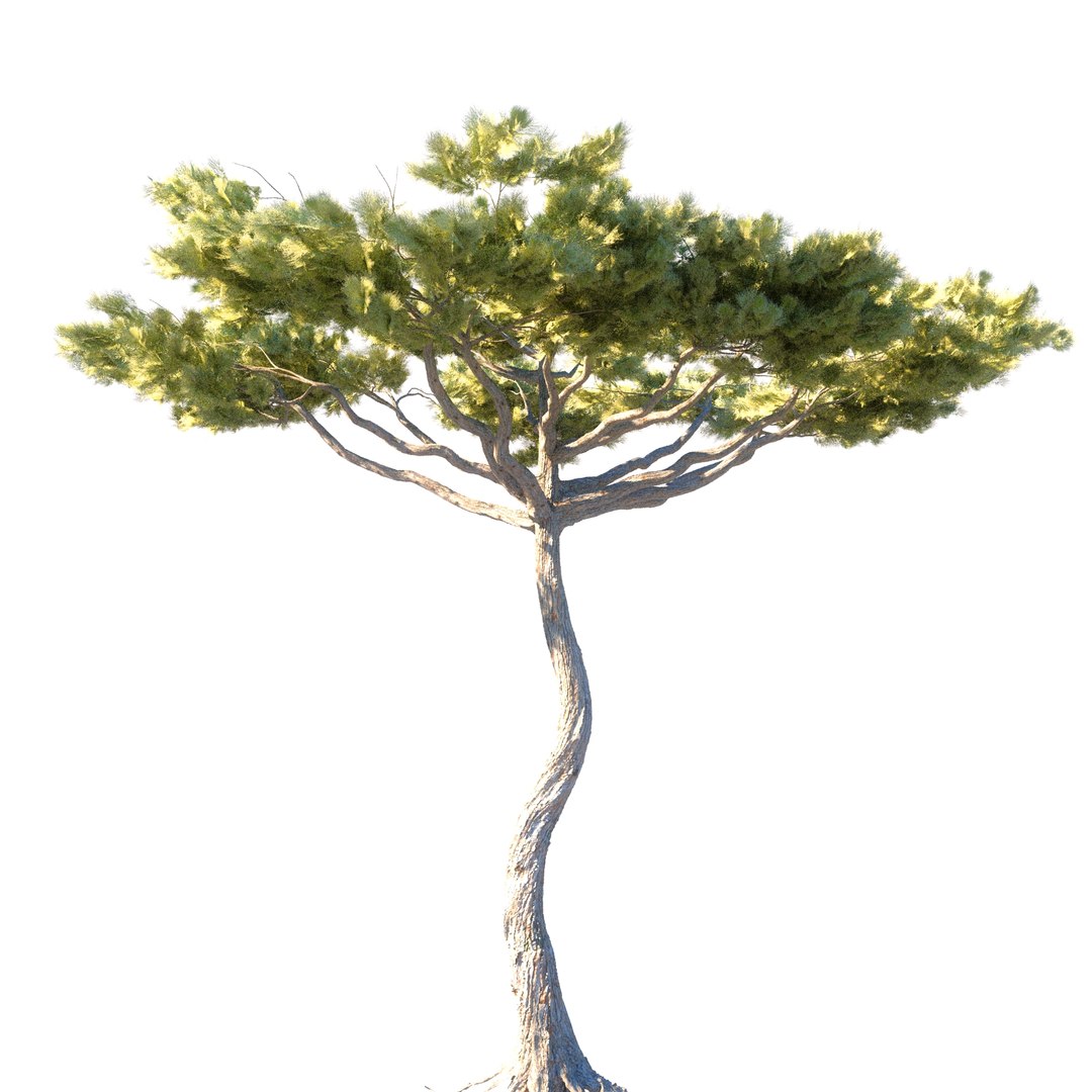 3D Italian Pine Tree Animated Pack 22 - TurboSquid 1787364