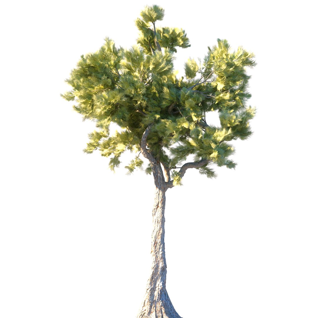 3D Italian Pine Tree Animated Pack 22 - TurboSquid 1787364