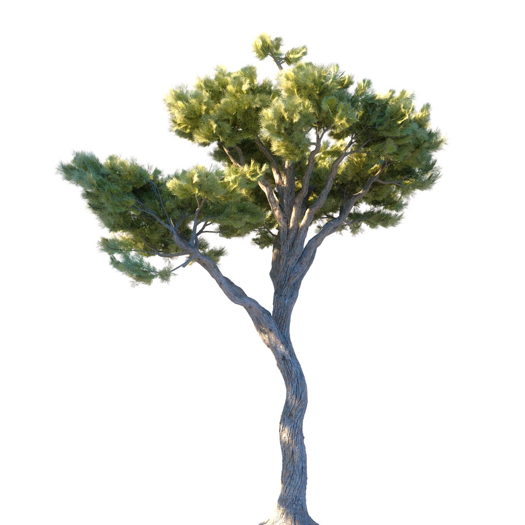 3D Italian Pine Tree Animated Pack 22 - TurboSquid 1787364
