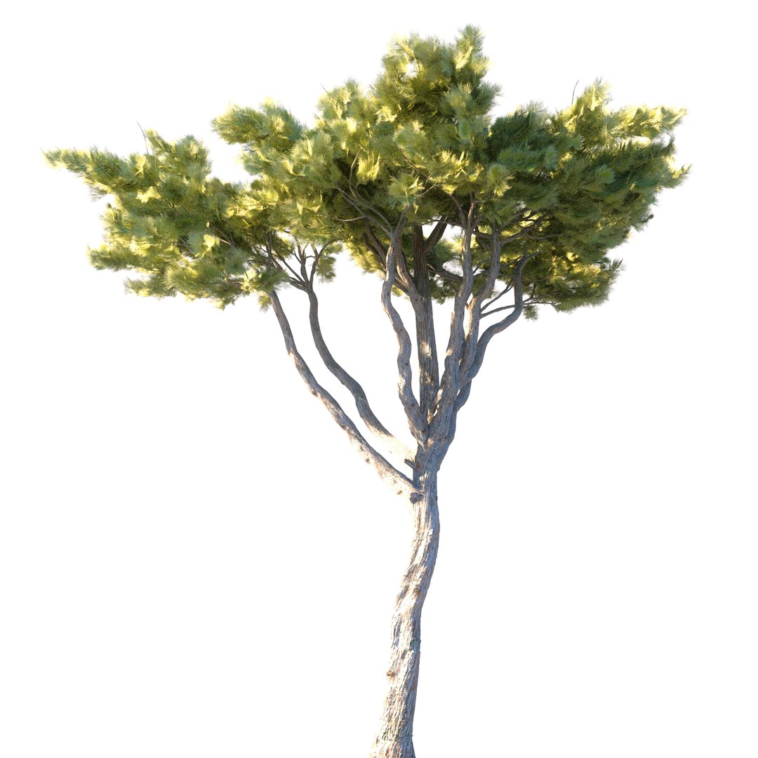 3D Italian Pine Tree Animated Pack 22 - TurboSquid 1787364