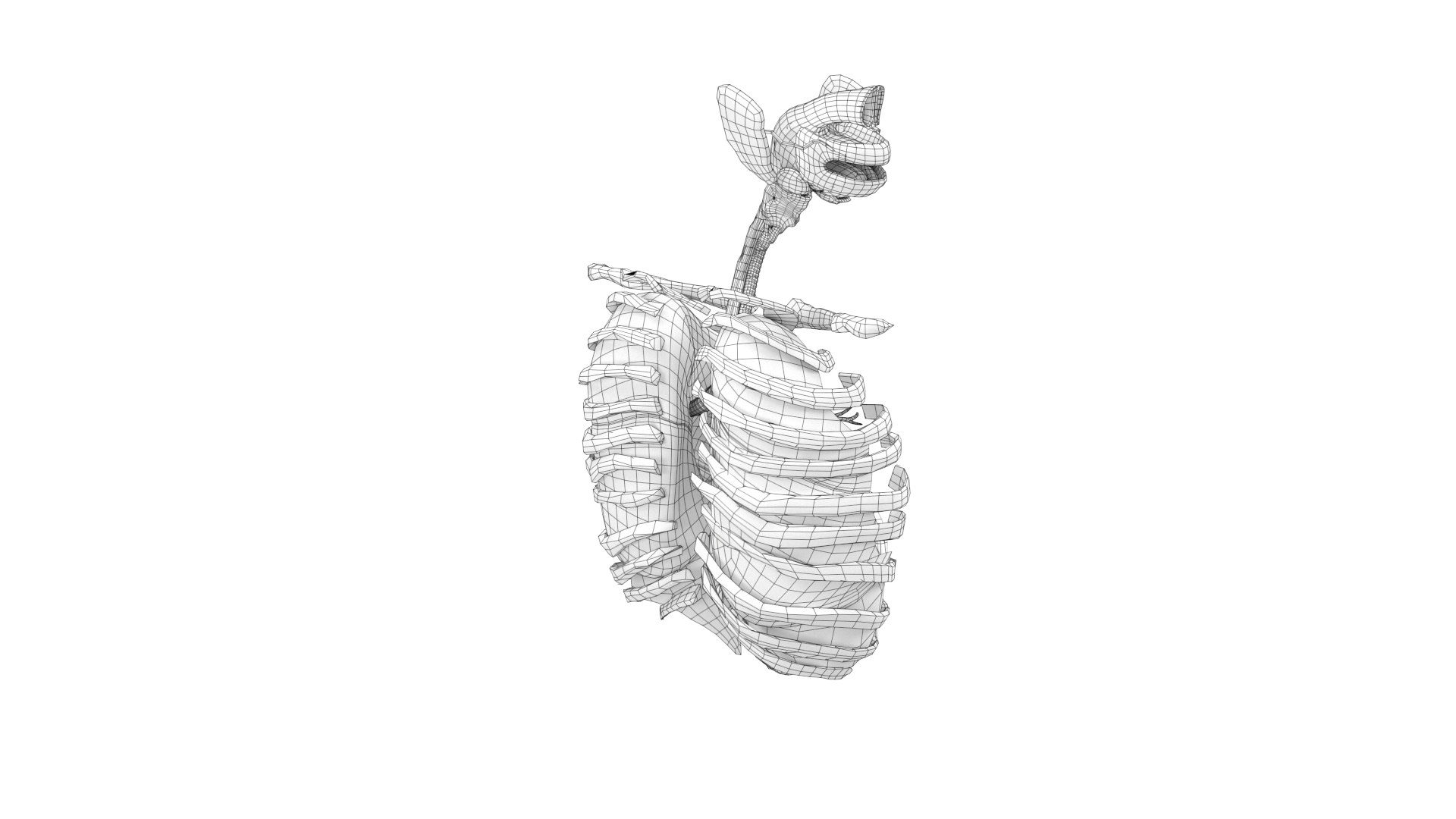 3D Human Rib Cage - TurboSquid 2172886