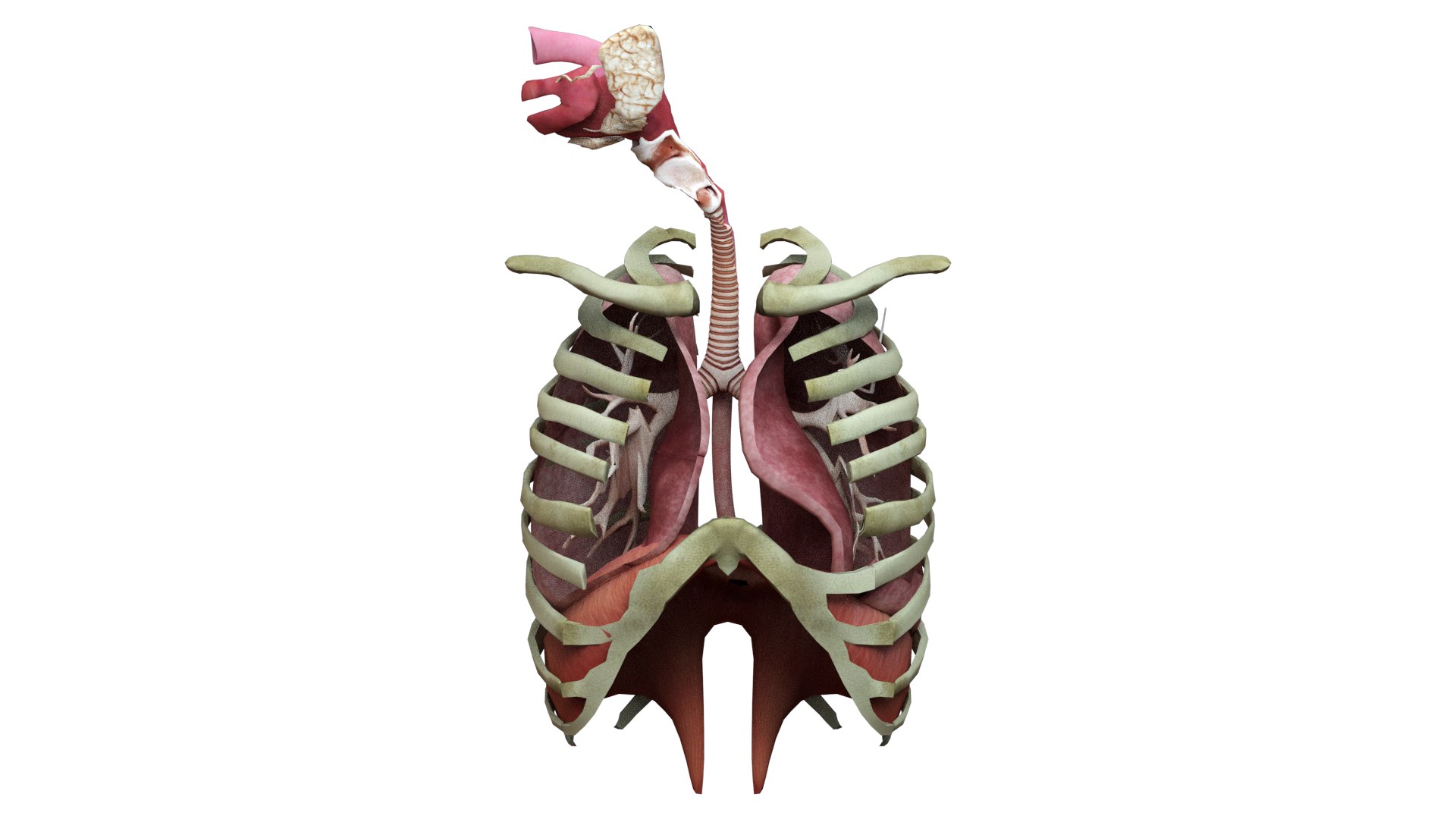 3D Human Rib Cage - TurboSquid 2172886