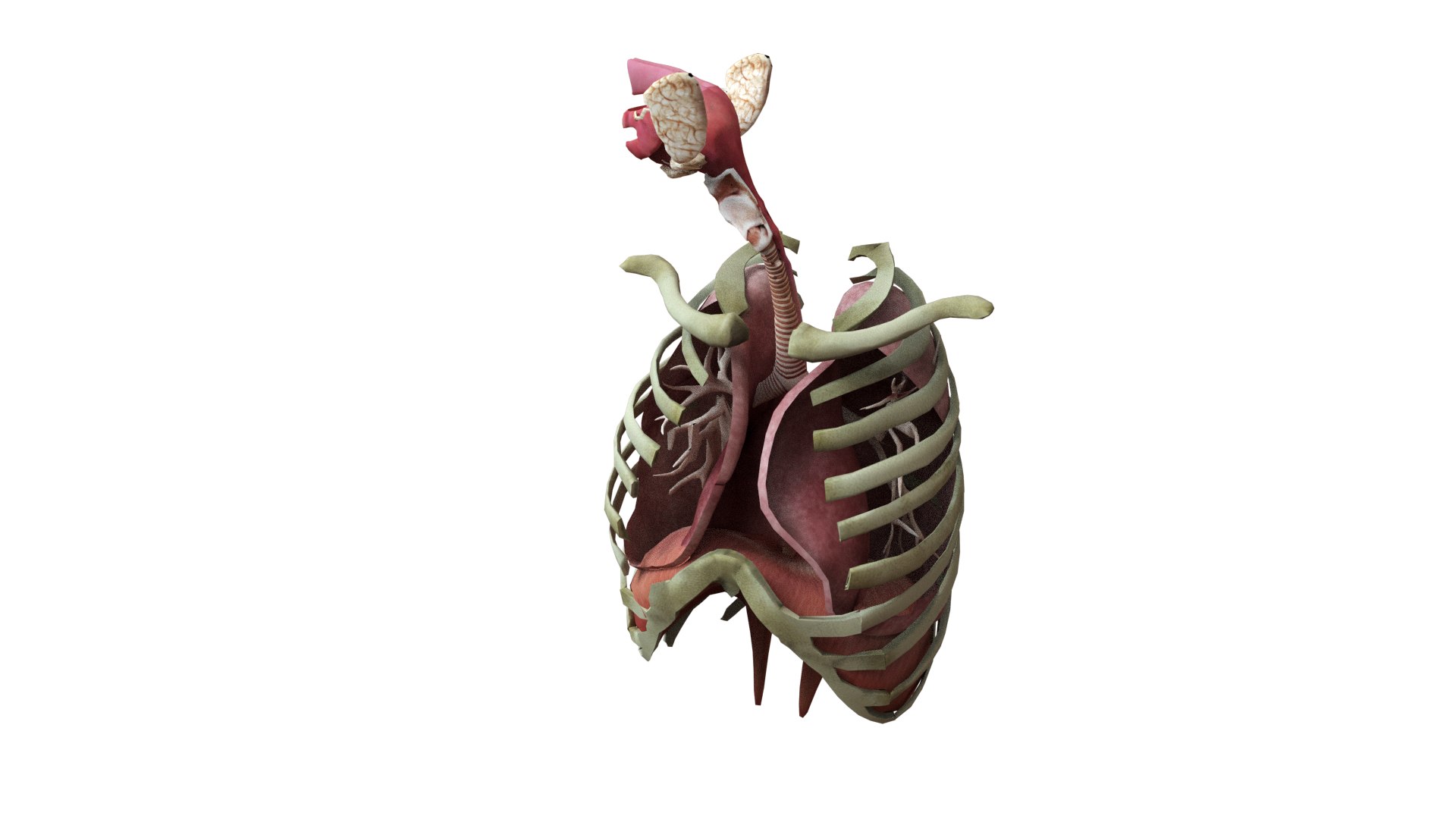 3D Human Rib Cage - TurboSquid 2172886