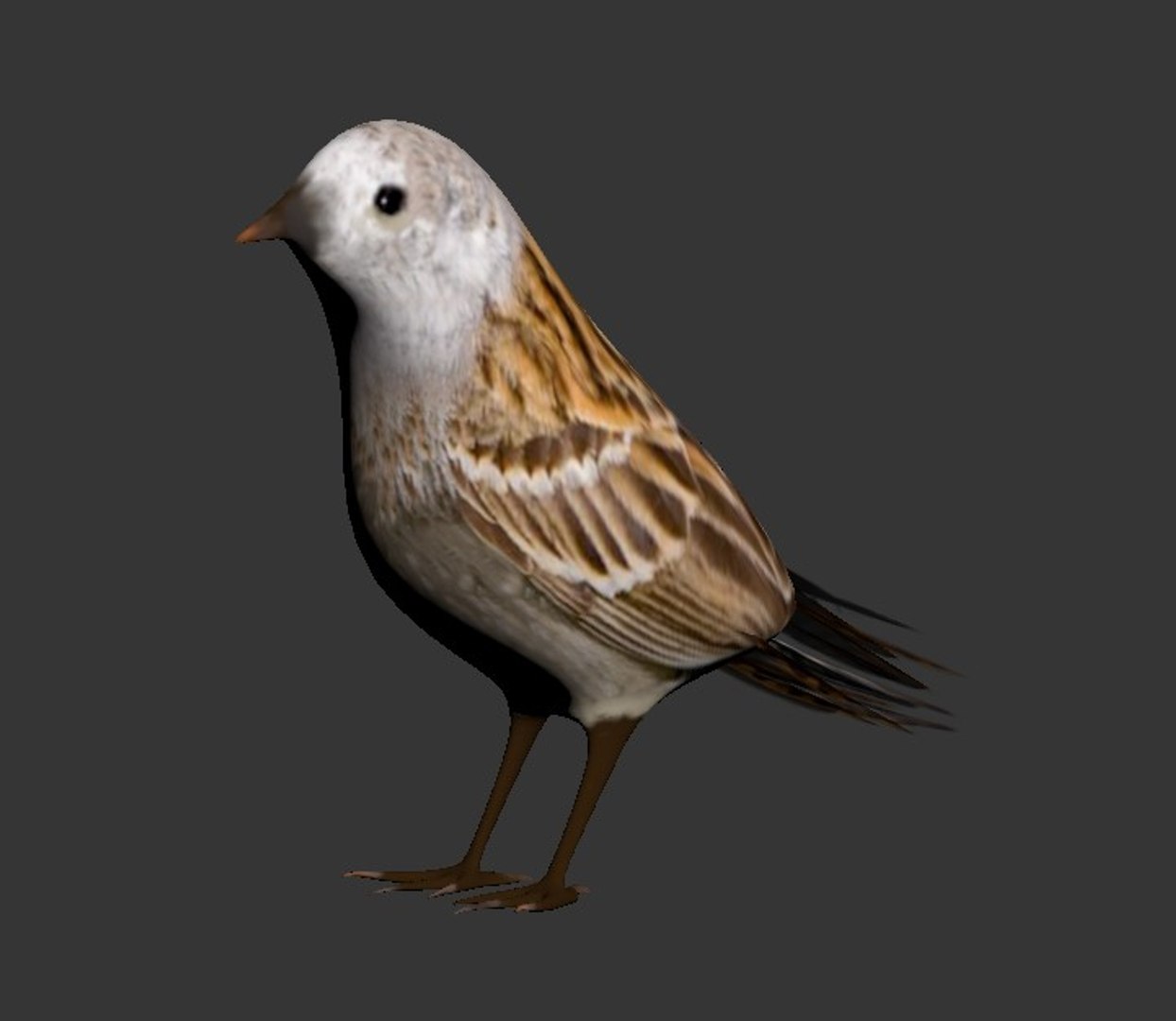 Sparrow Bird Animal 3D Model - TurboSquid 1507230
