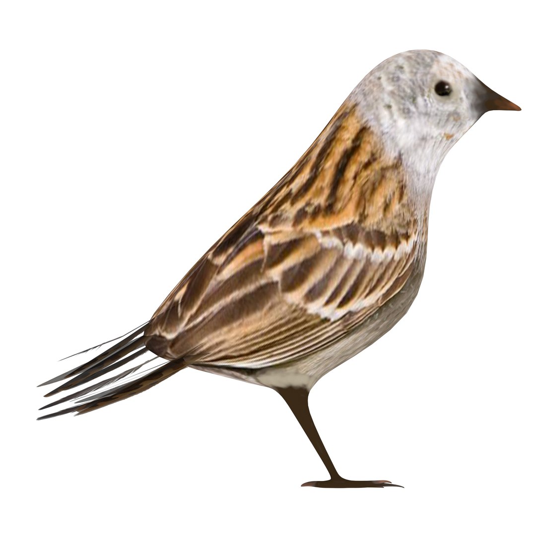 Sparrow Bird Animal 3D Model - TurboSquid 1507230