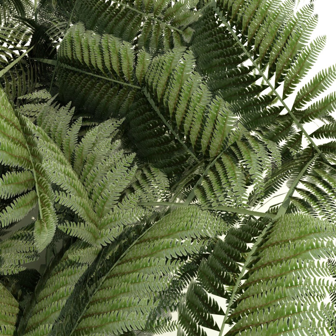 3ds max ferns grasses