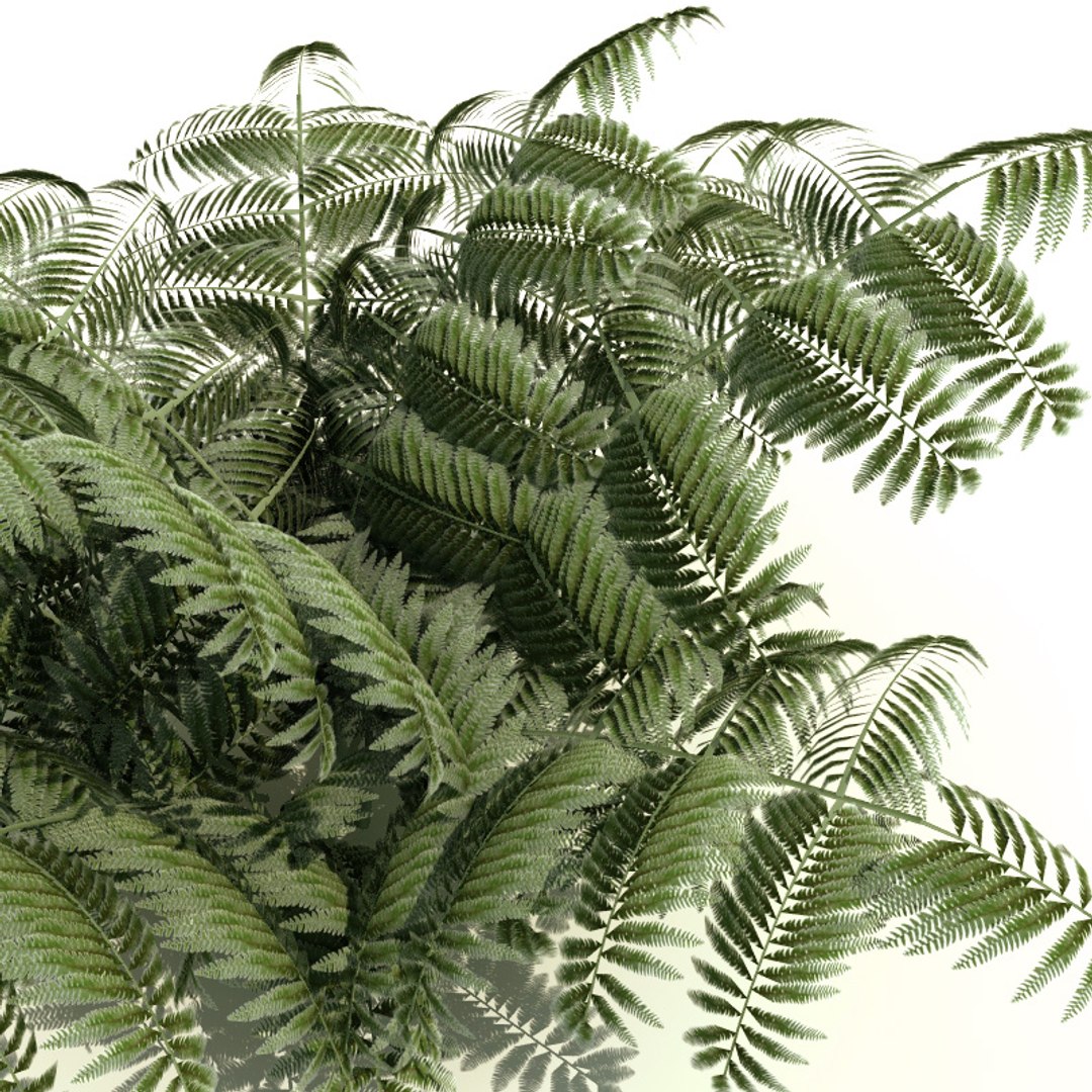 3ds max ferns grasses